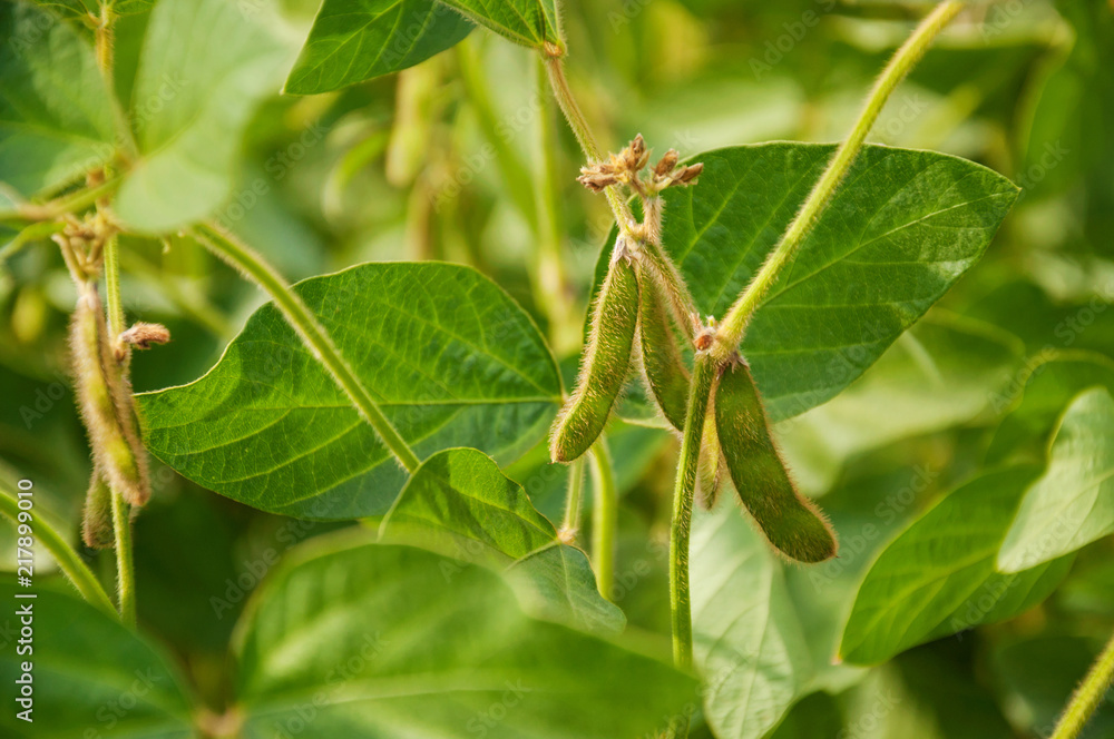 Pods of soybean on a soybean plant. Green texture with soya pods. The ...