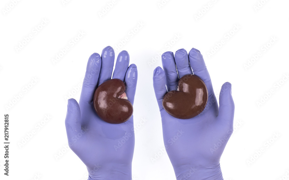 Hand holding human kidney on white background Stock Photo | Adobe Stock