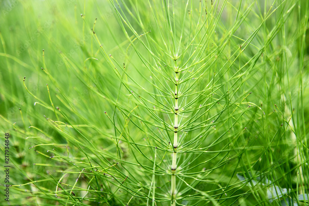 Horsetail weed plant Stock Photo | Adobe Stock