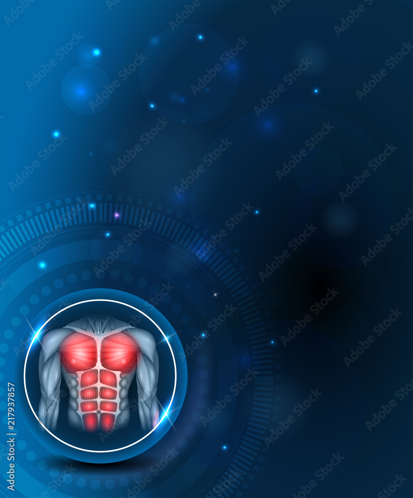 Muscles of the human body, torso and arms, beautiful colorful ...