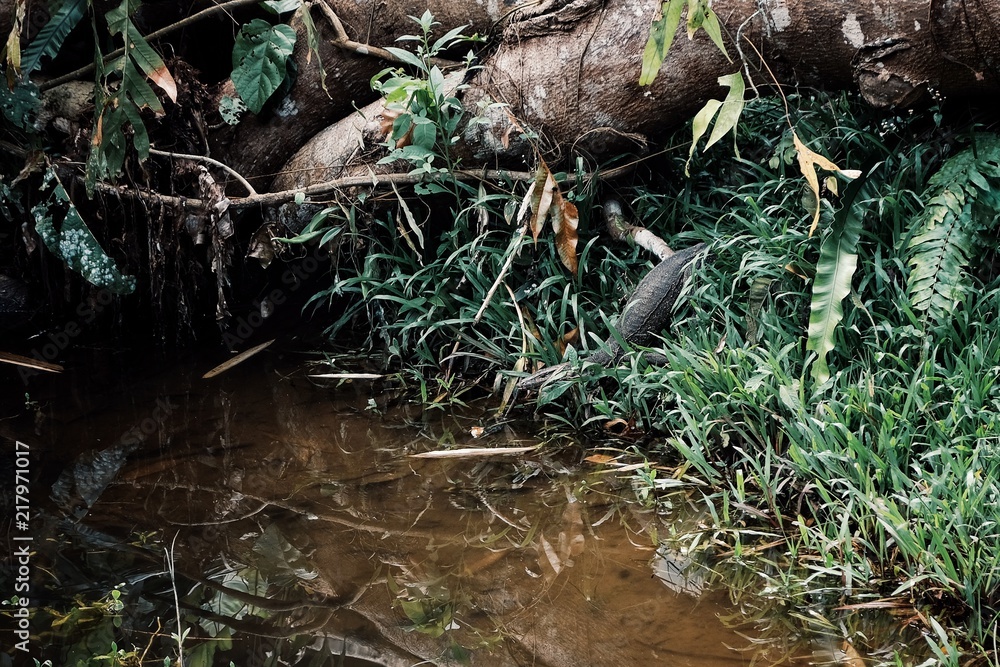 Varanus salvator alias asian water monitor lizard entering a small ...