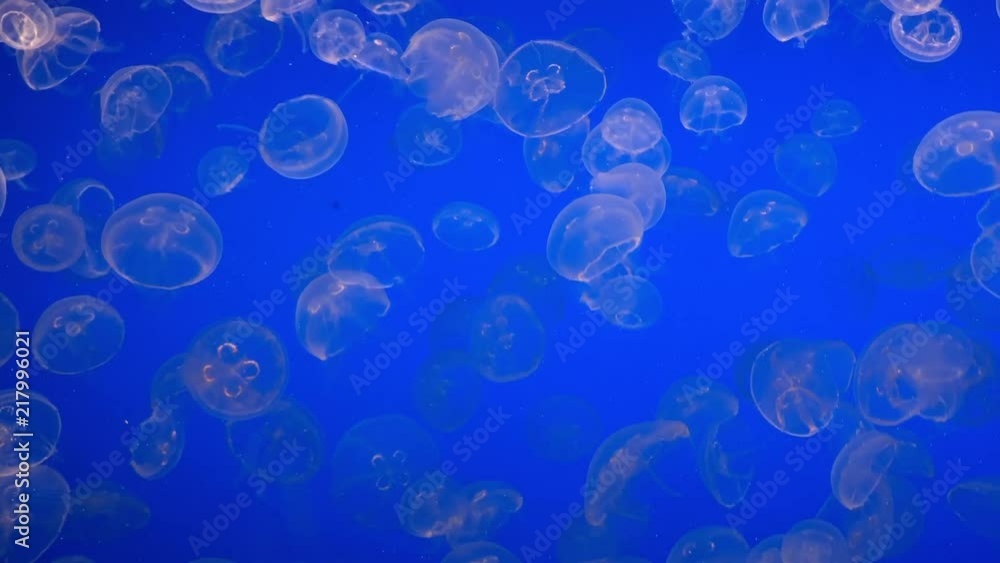 4K HD Video of small glowing Moon Jellyfish on a blue background. The ...