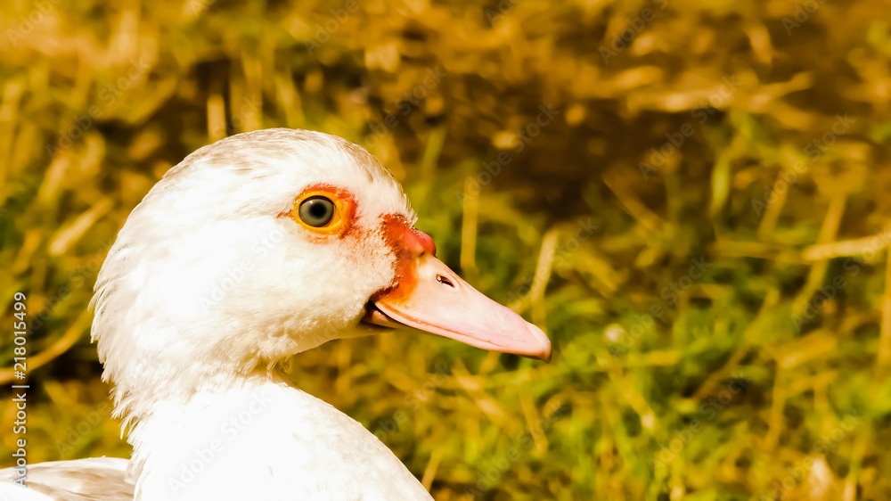 Profile of a cross bred muscovy and aylesbury duck, distinctive ...