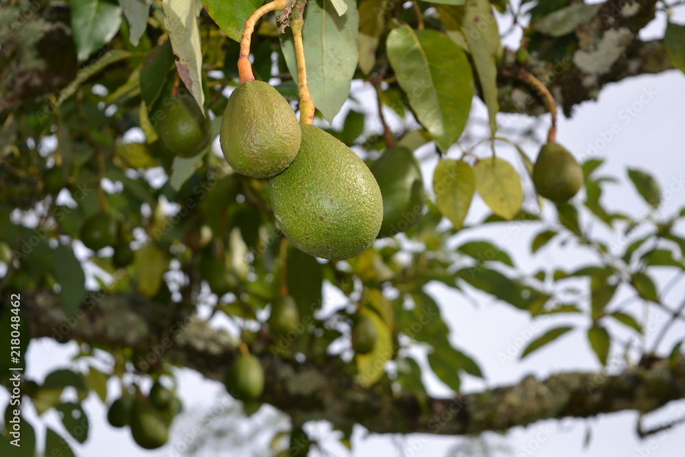 fruta aguacate verde árbol hojas planta fruit avocado green tree leaves ...