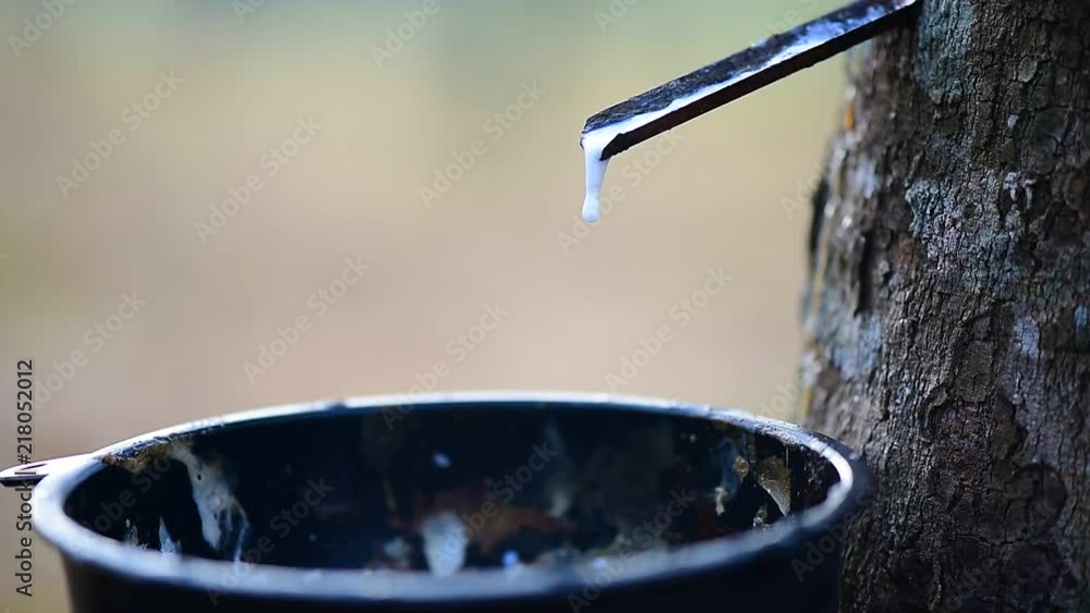At the rainy season, the rubber farmers will green the rubber tree for ...