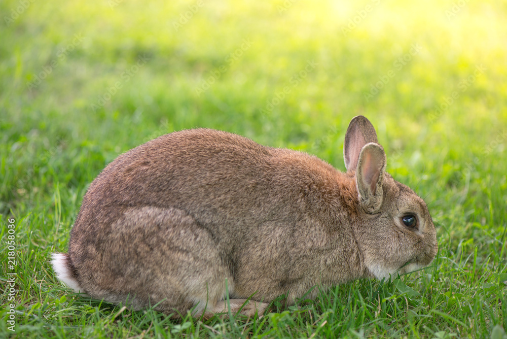 Dark Brown Rabbit