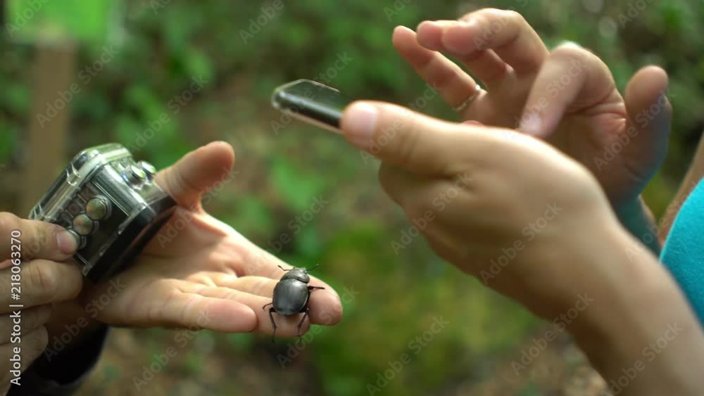 Blogger traveler shoots video of beetle sitting on leaves by action ...