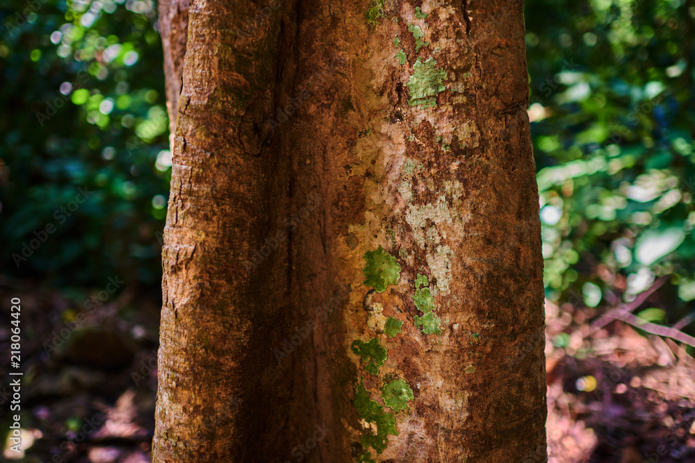 Jungle Tree Bark Jungle Tree Bark