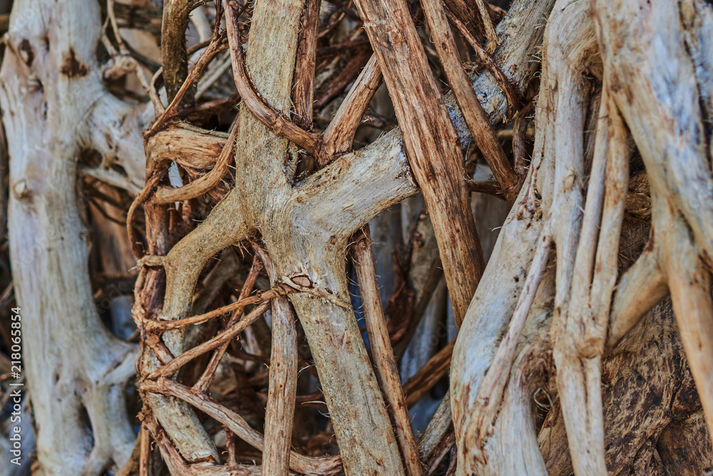 Dry roots tree, grunge natural, organic background, texture. Driftwood ...