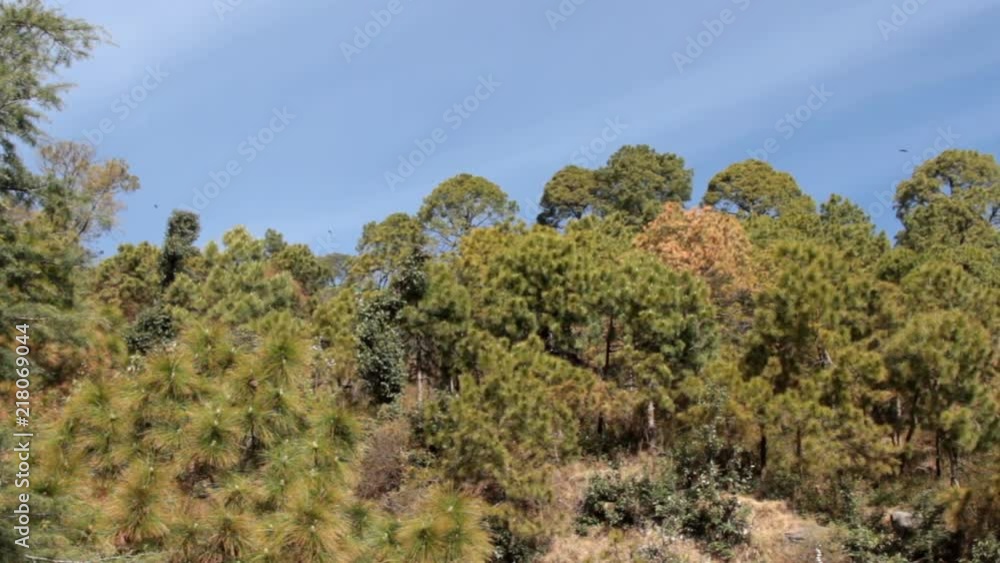 Coniferous forests with predominance of Himalayan pine (Pinus grifithi ...