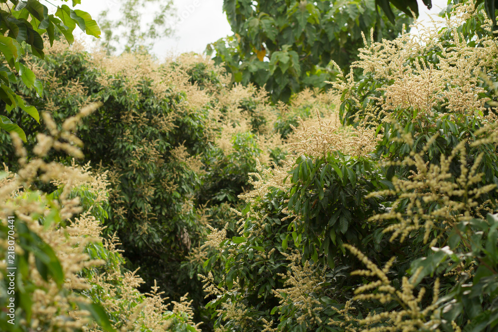 Longan or Dragon eye fruit's flowers blooming at tropical organic farm ...
