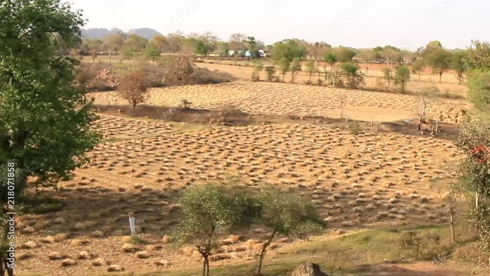 Vidéo Stock Cropping or crofting agriculture in India. Small private ...
