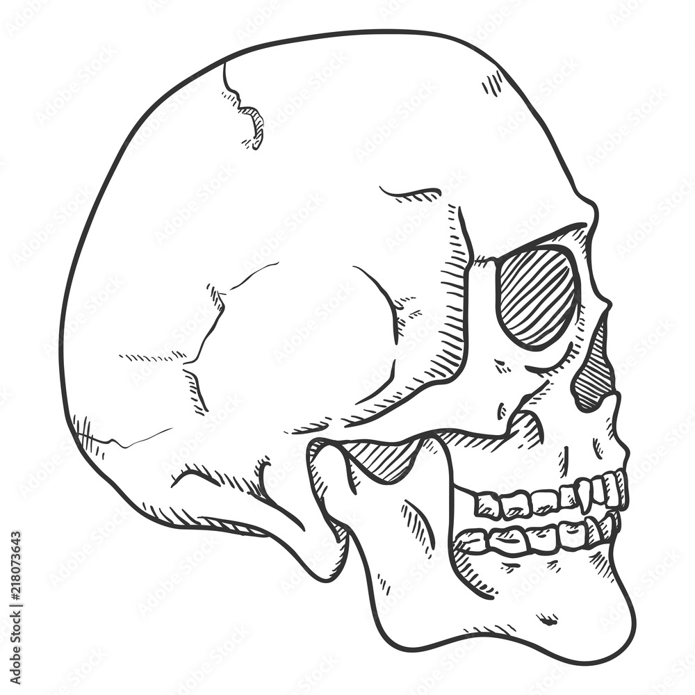 Vector Single Sketch Illustration - Human Skull. Side View. Stock Vector | Adobe Stock