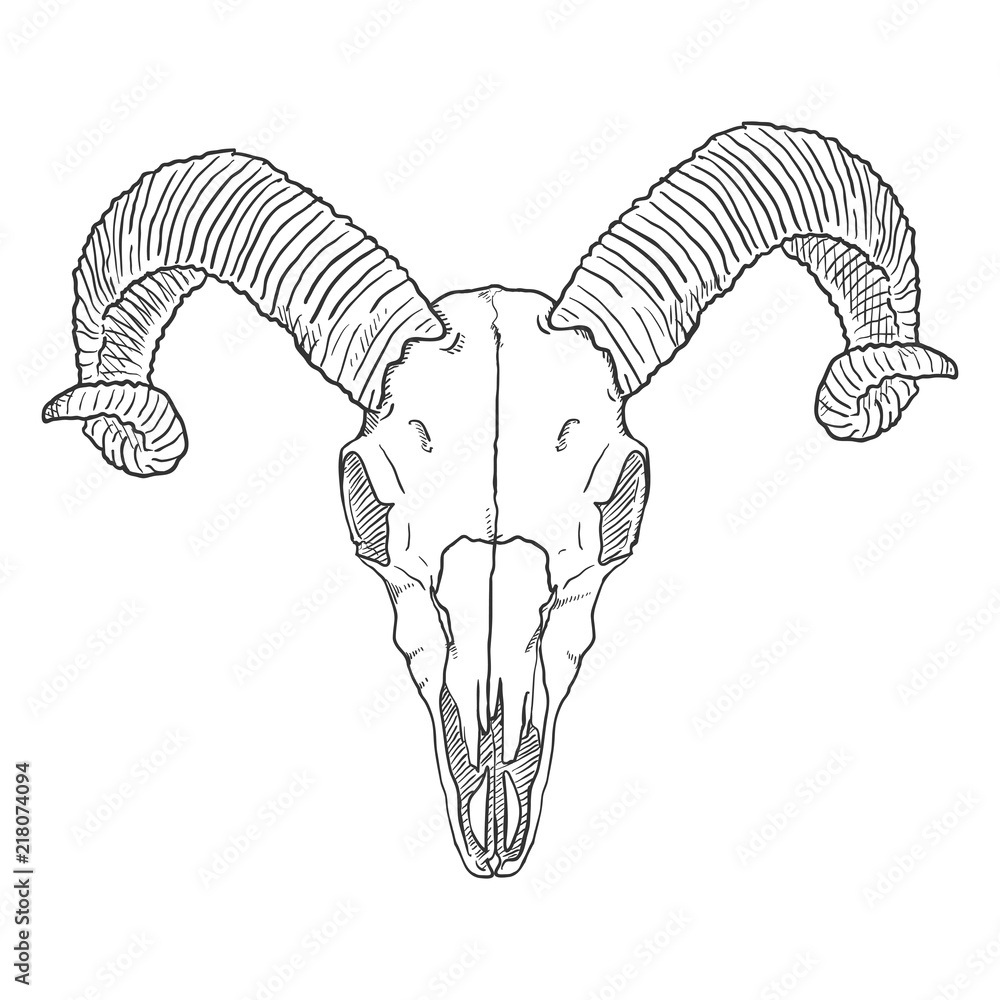 Vector Single Sketch Illustration - Skull of Ram. Front View. Stock ...