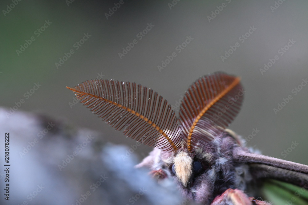 MARIPOSA Stock Photo | Adobe Stock