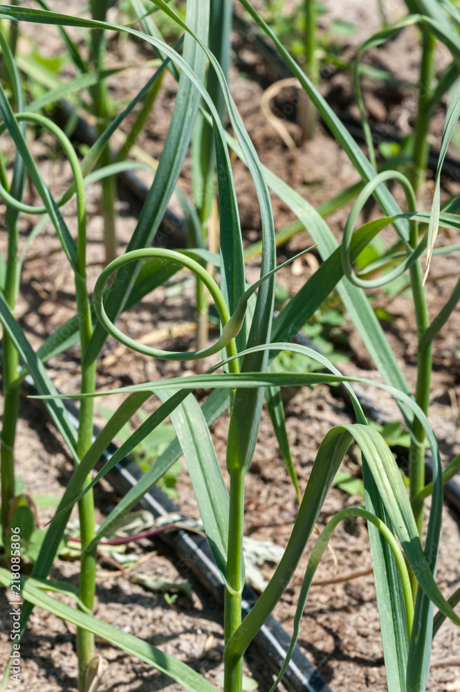 Garlic scapes, the flower bud of a garlic plant, look like nature's ...