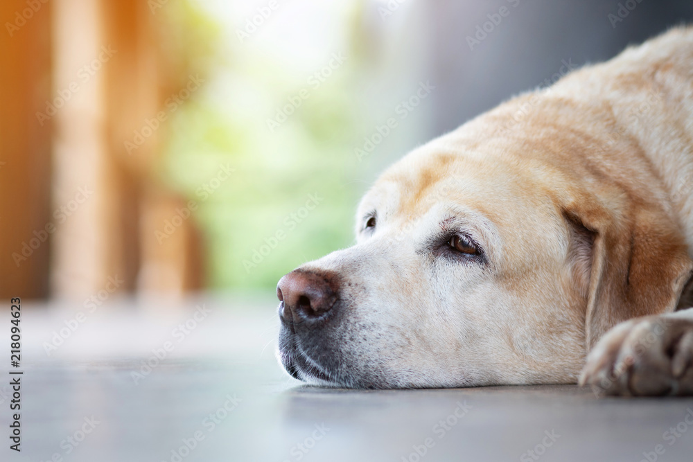 The dog sleeps sad waiting owner in front of the house. Straight ...