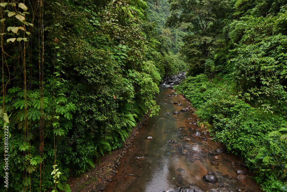 Tropical exotic. Traveling and adventure concept. Beautiful rain forest ...