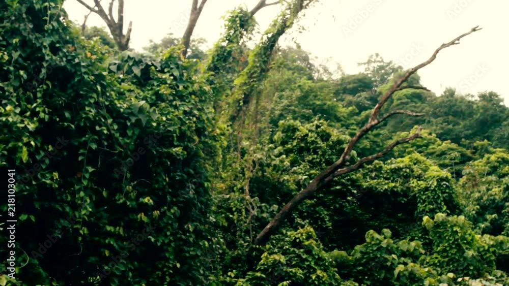 Rainforests along the Western coast of India, humid Equatorial forests ...