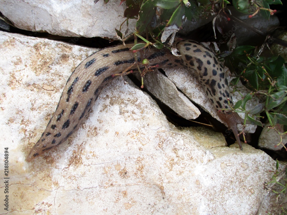 Foto de limace tigre glissant vers l'ombre sur une dalle de calcaire do ...