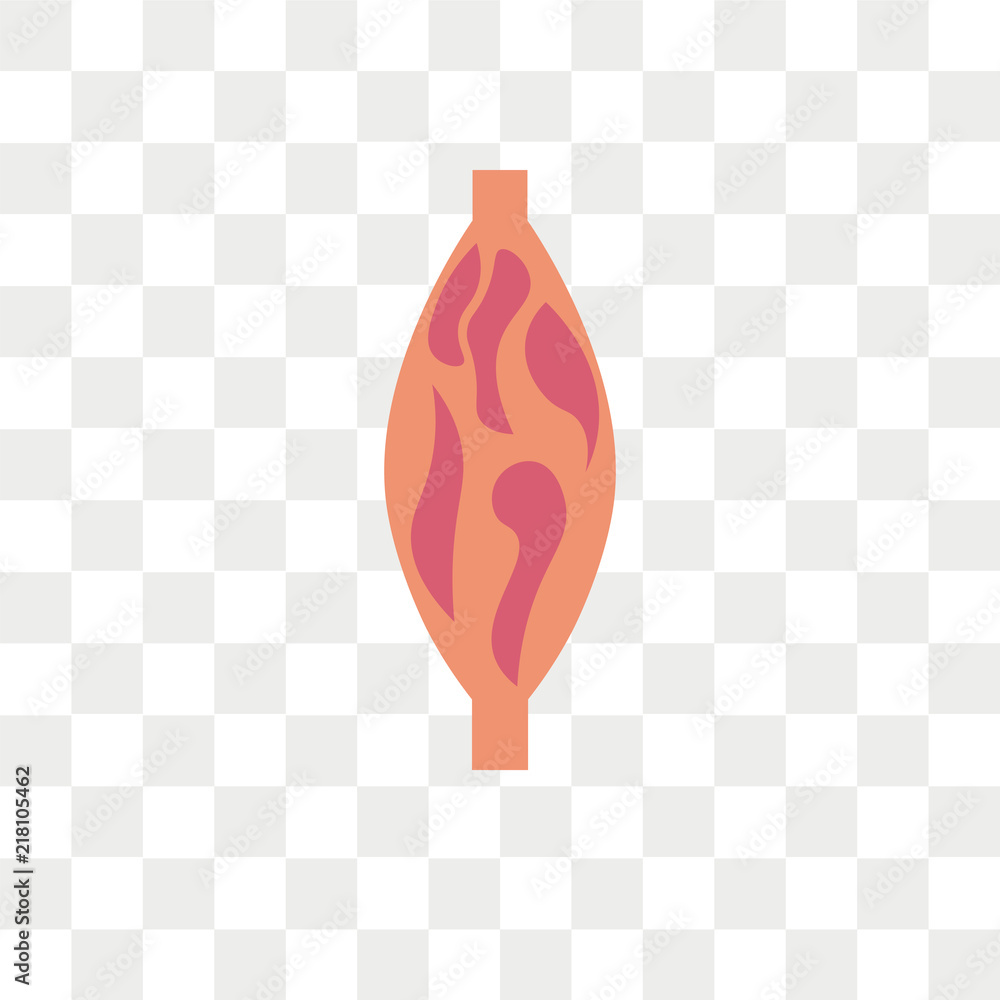 Muscle vector icon isolated on transparent background, Muscle logo ...