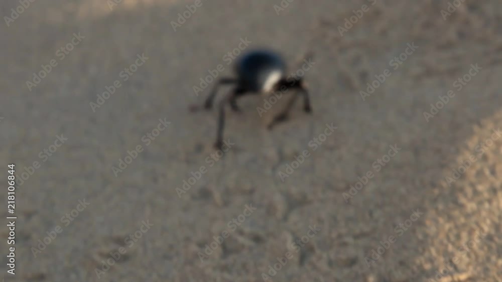 Vidéo Stock Black beetles (darkling beetles, Blaps gigas) roam sands of ...