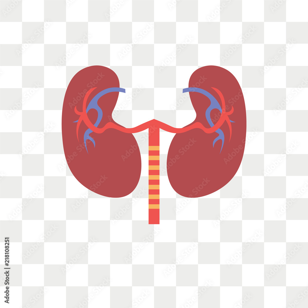 Kidney vector icon isolated on transparent background, Kidney logo ...