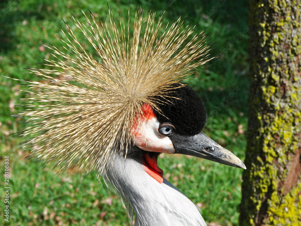 Gru coronata Stock Photo | Adobe Stock