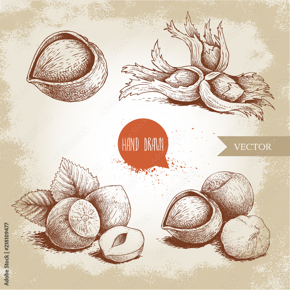Hazelnuts set. Whole, peeled, sigles and groupwith leaves. Hand drawn ...