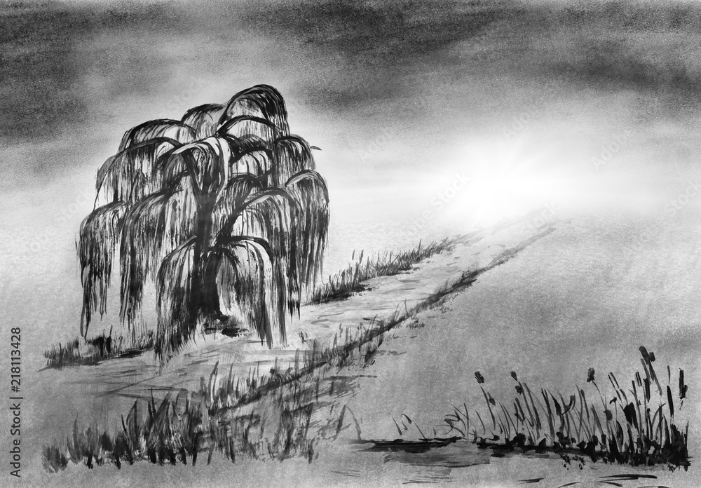 Zeichnung Trauerweide Stock Photo | Adobe Stock