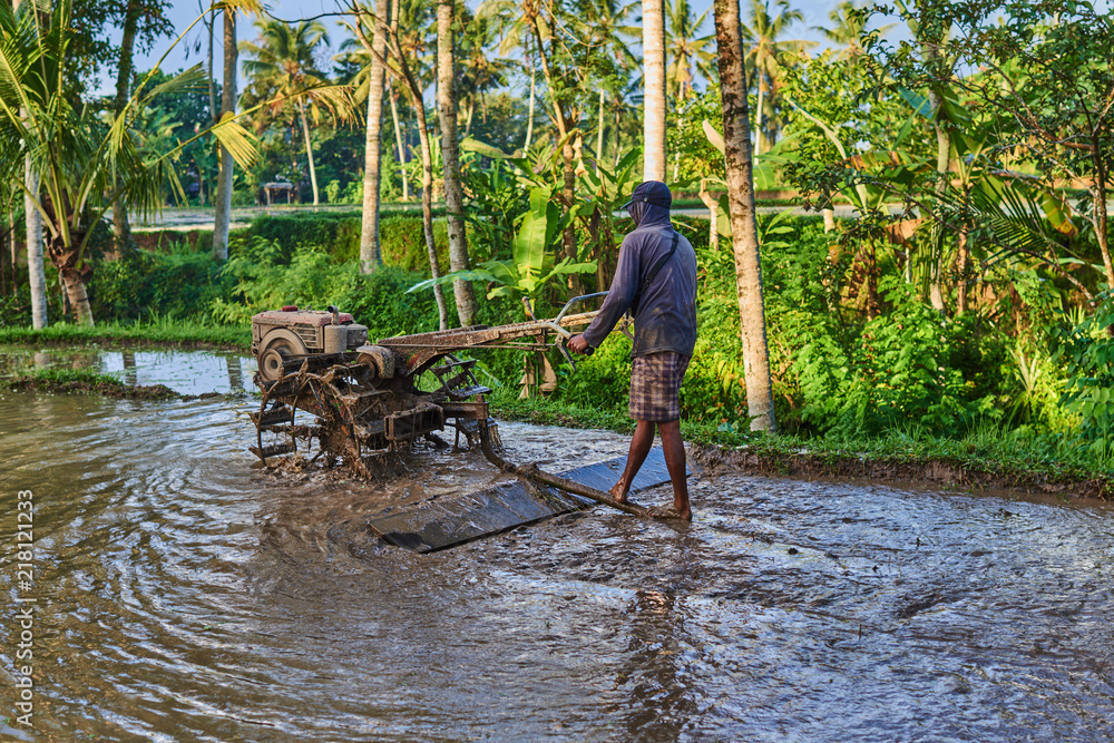Farmer working with a handheld motor plow in a rice field. Walking ...