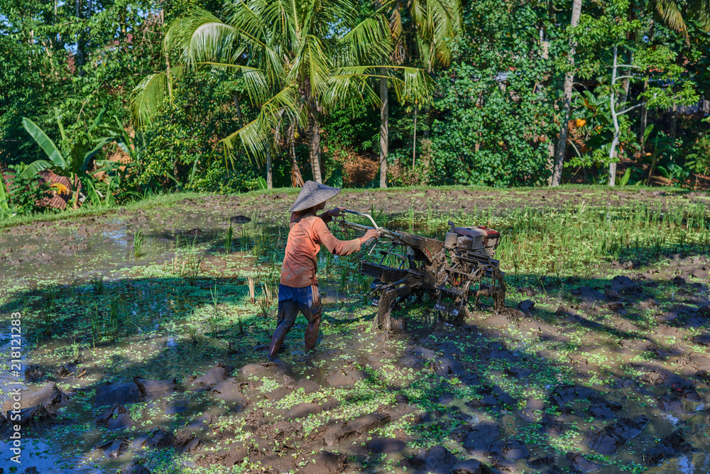 Farmer working with a handheld motor plow in a rice field. Walking ...