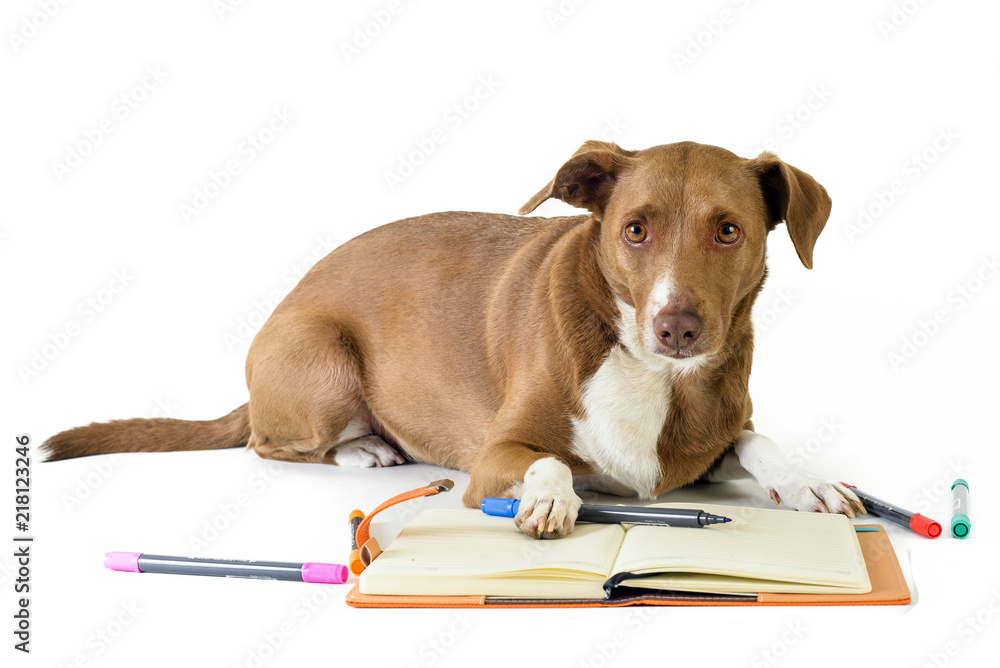 dog with pens writing on a notebook on white background Stock Photo ...