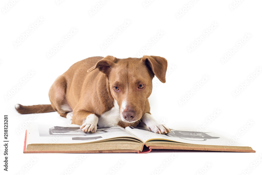 Dog Reading Book
