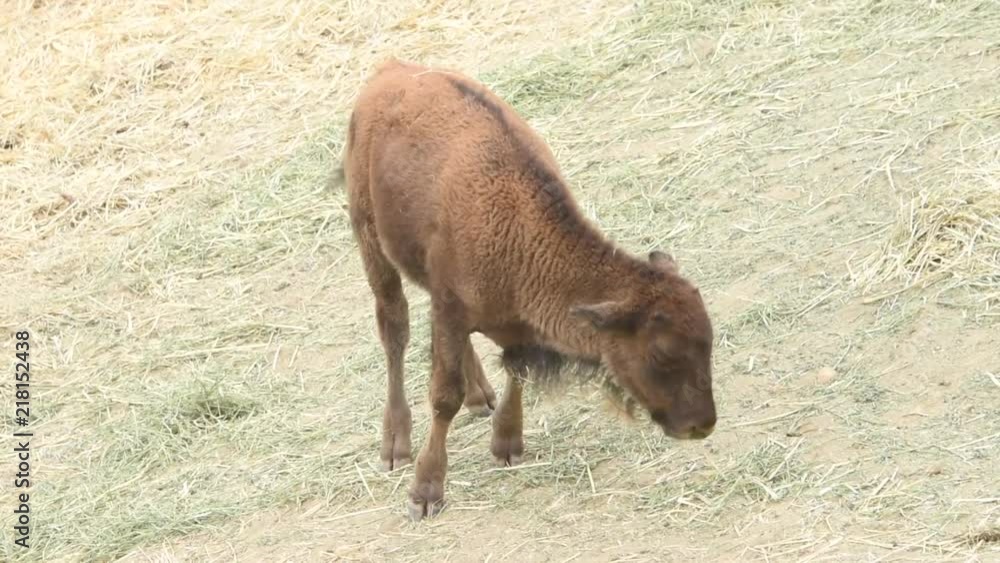 HD video of one baby American bison wobbly on its feet learning to eat ...