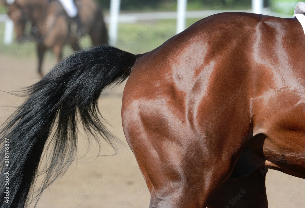 Muscles on the leg of a sports horse Stock Photo | Adobe Stock