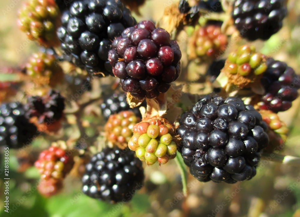 Détail d'un groupe de mûres sur leur ronce (Rubus) dans la nature Stock ...