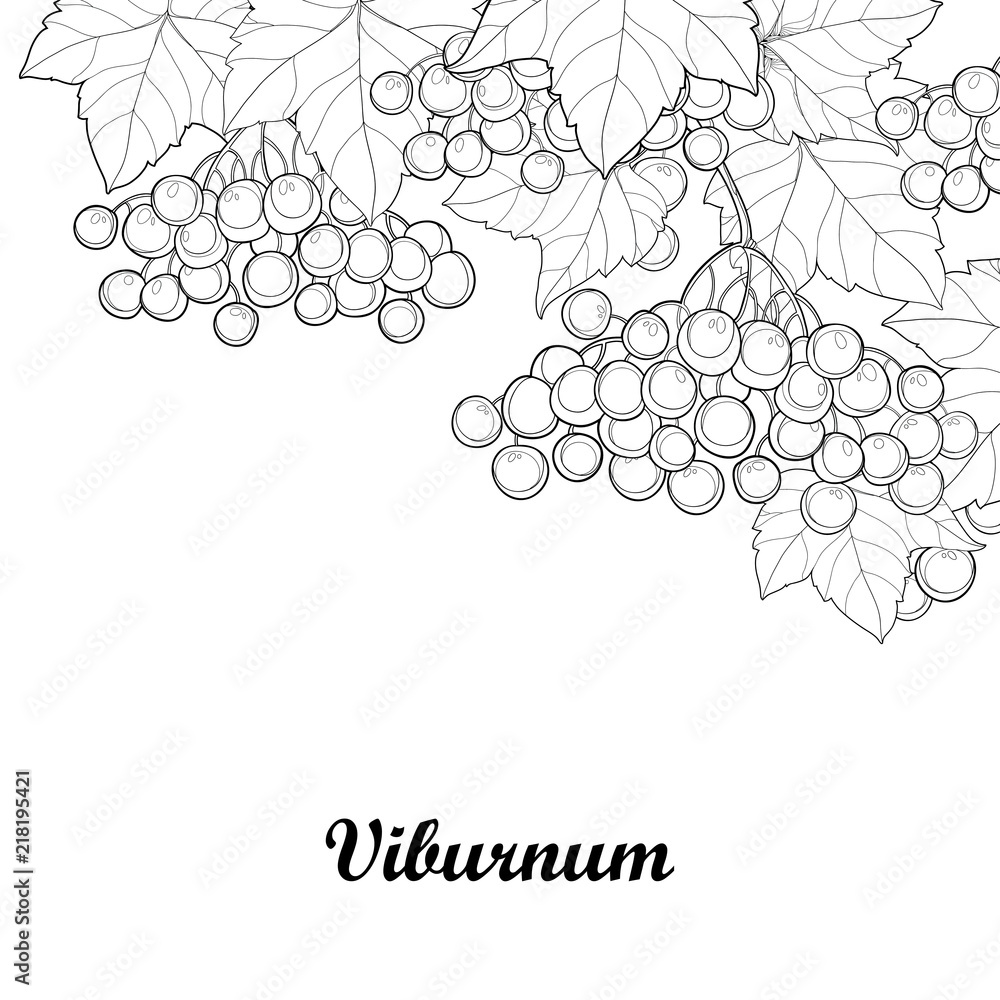 Guelder Rose Drawing