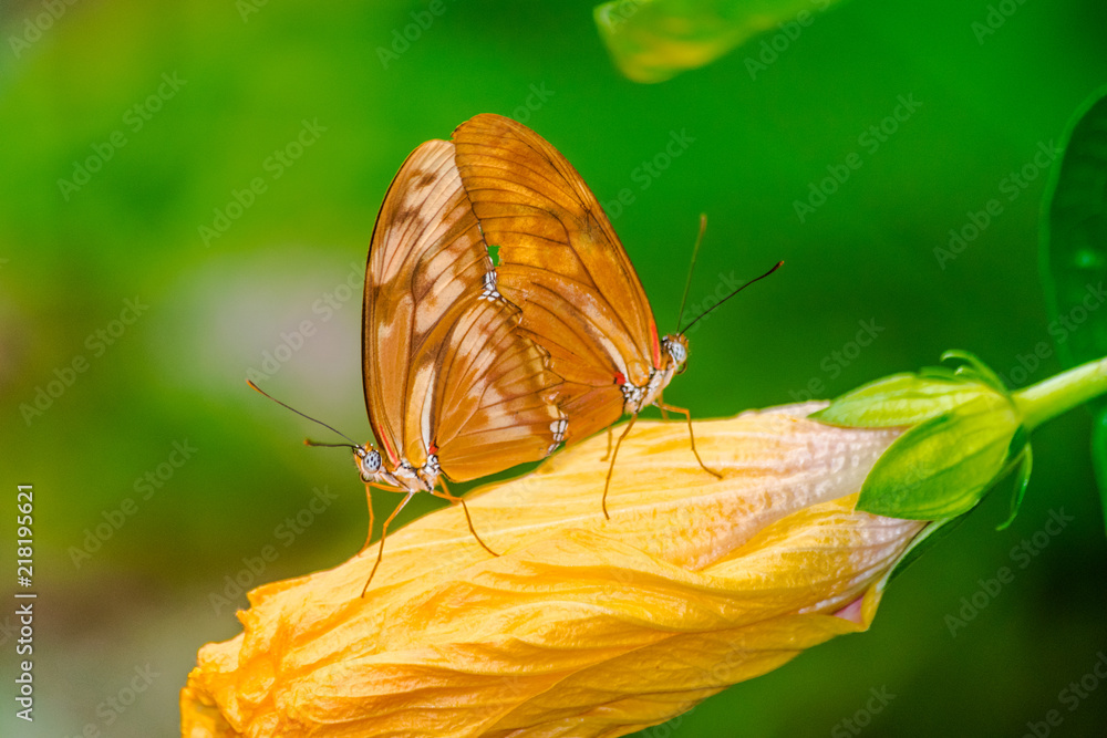 Pair of Dryas iulia butterflies copulating on a yellow hibiscus flower ...