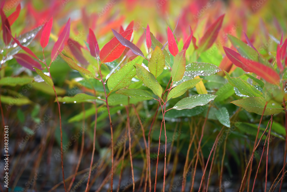 Young plant in the nature light, Young eucalyptus Eucalyptus sapling ...