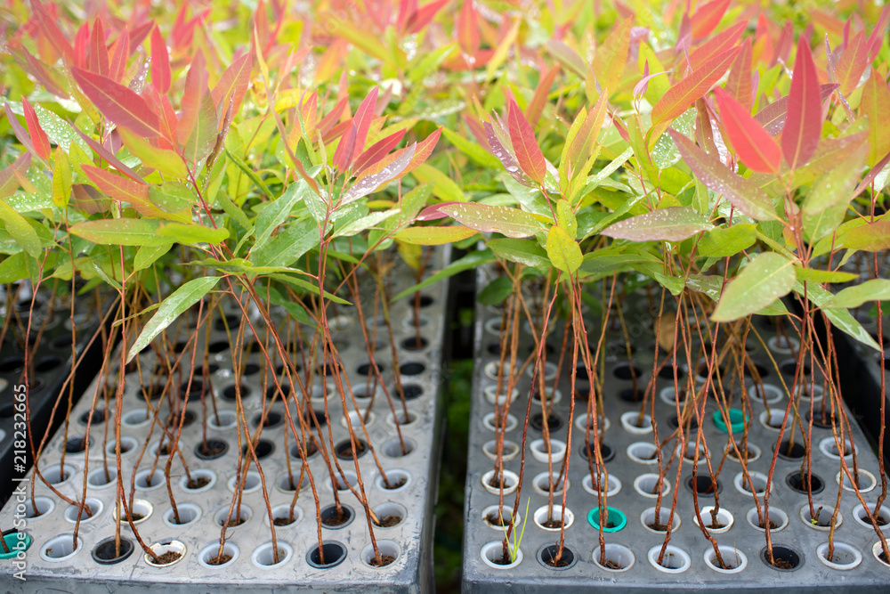 Young plant in the nature light, Young eucalyptus Eucalyptus sapling ...