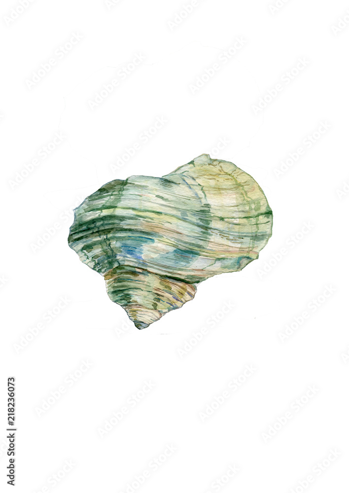 Round seashell blue-green color, drawing is made by hand, watercolor ...