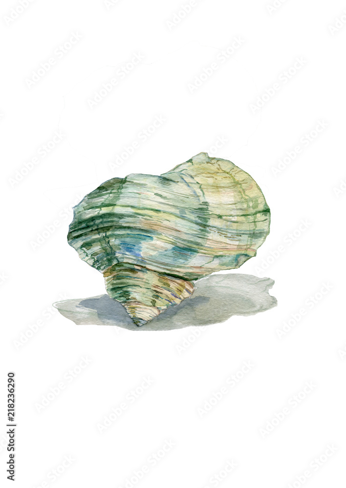 Round seashell blue-green color, drawing is made by hand, watercolor ...