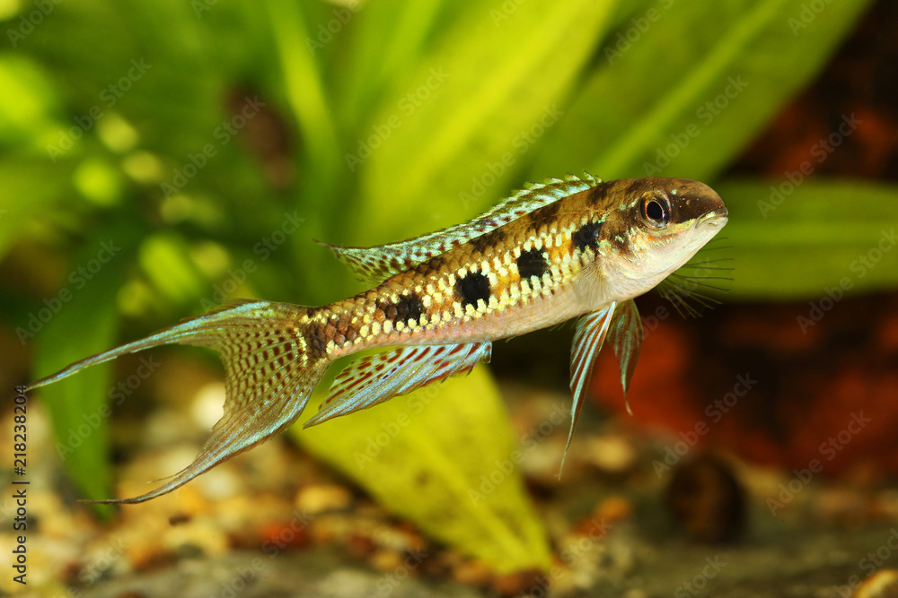 Checkerboard Cichlid Dicrossus filamentosus aquarium fish dwarf cichlid ...