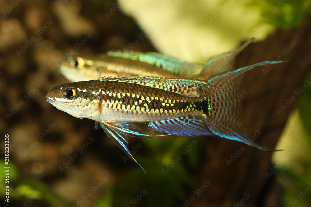 Checkerboard Cichlid Dicrossus filamentosus aquarium fish dwarf cichlid ...