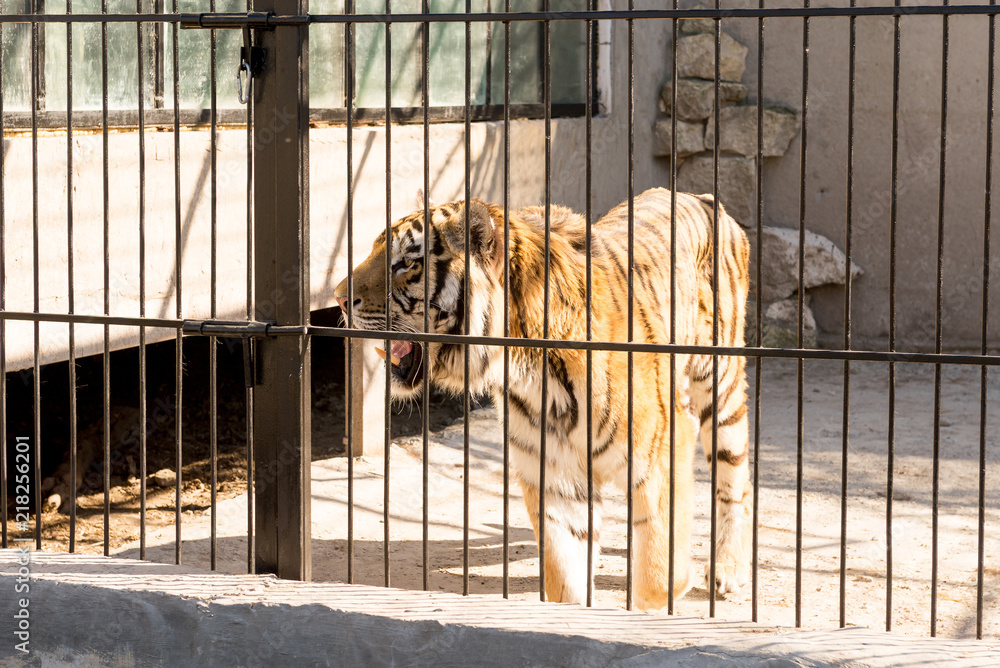 Tiger in captivity in a zoo behind bars. Power and aggression in the ...
