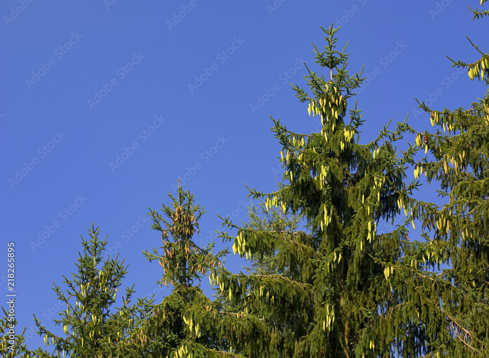 Foto de Fichte im Schwarzwald hängt voll mit jungen Fichtenzapfen do ...
