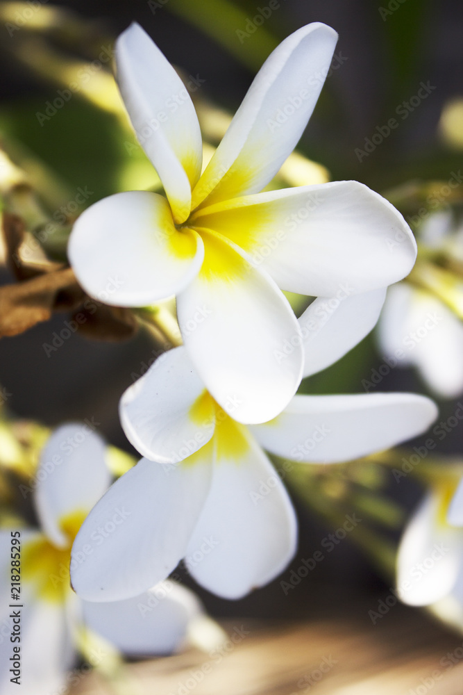 Yellow White Flower Pictures