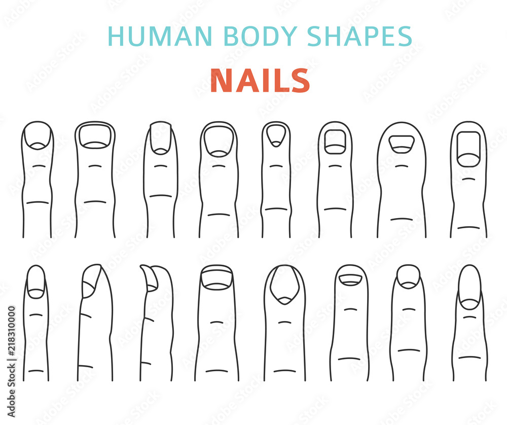 Human body shapes. Hand finger nail types set Stock Vector | Adobe Stock