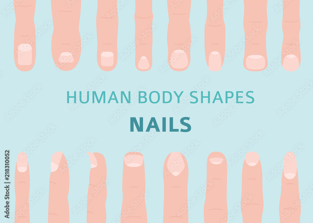 Human body shapes. Hand finger nail types set Stock Vector | Adobe Stock
